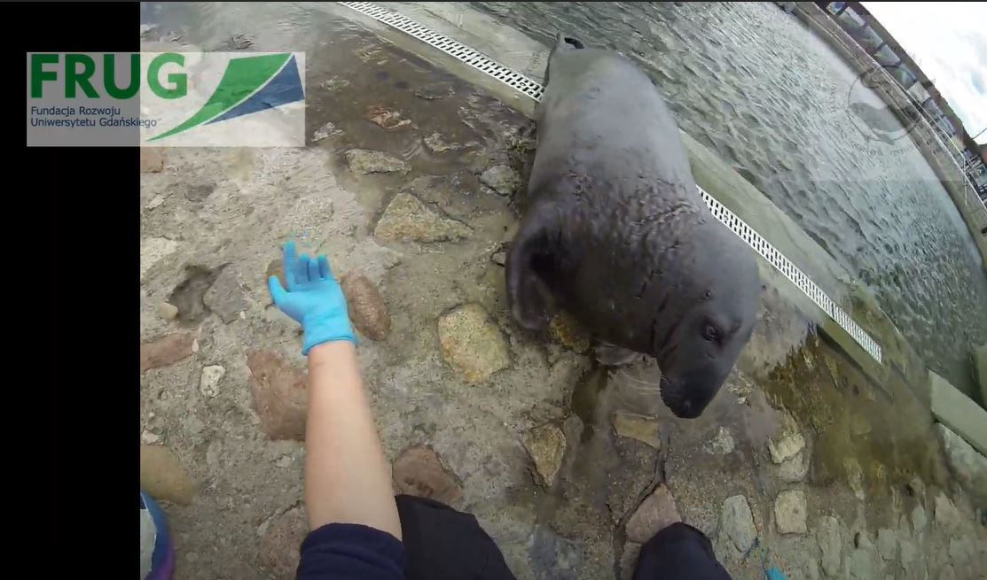 Helskie foki zapraszają na wirtualną wizytę! - Stacja Morska w Helu